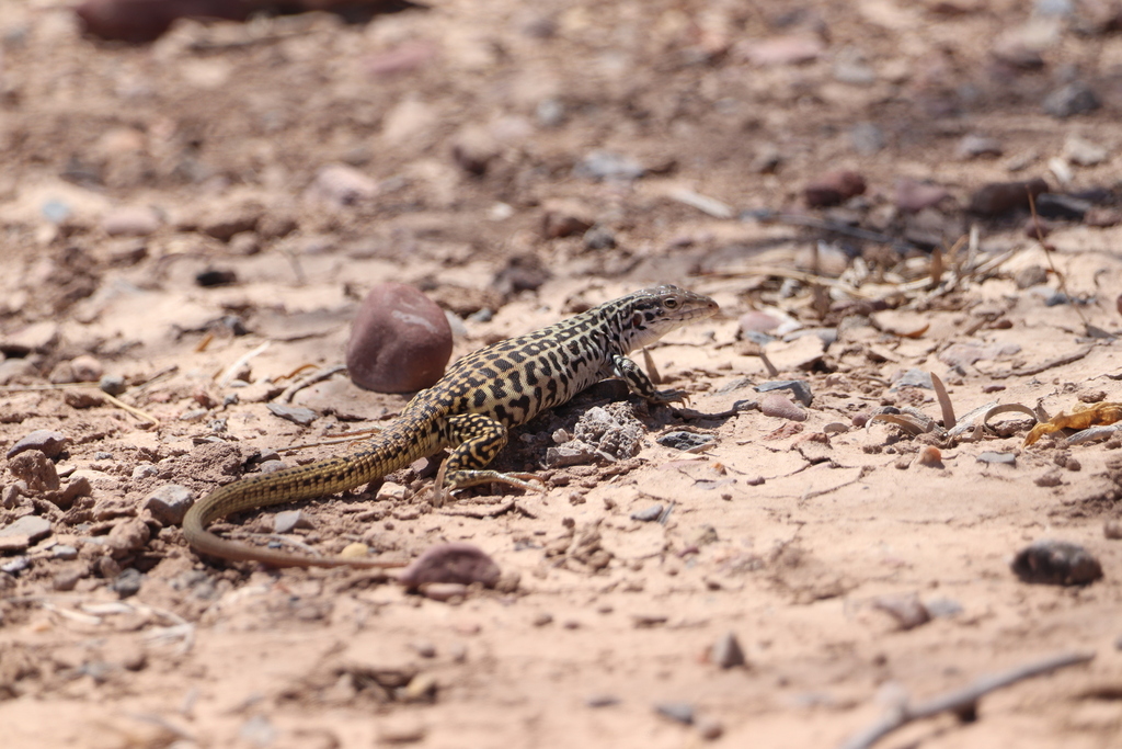 Common Checkered Whiptail from Culberson County, TX, USA on May 13 ...