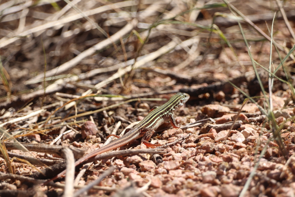 Common Spotted Whiptail from Far West Side, San Antonio, TX, USA on ...