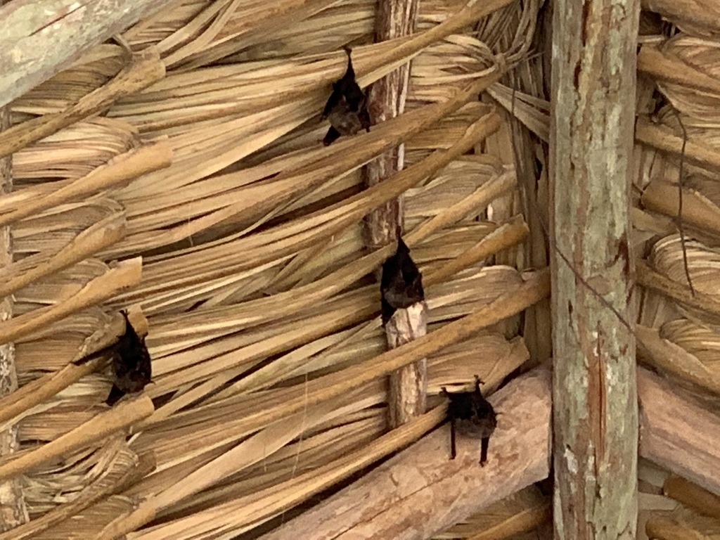 Greater Sac-winged Bat from Tulum, Tulum, QROO, MX on April 12, 2019 at ...