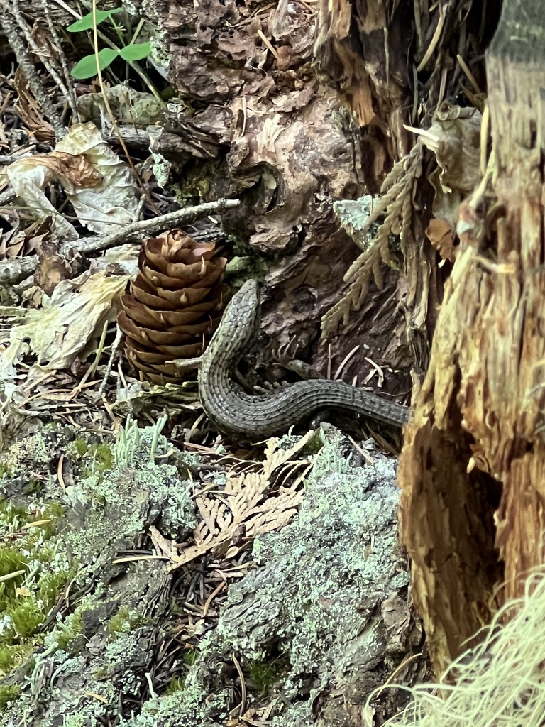 Northern Alligator Lizard from Squamish-Lillooet, BC, CA on June 16 ...