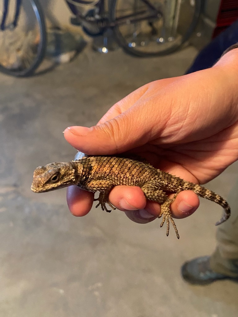 Crevice Spiny Lizard from Olds Creek Dr, Fort Davis, TX, US on May 21 ...