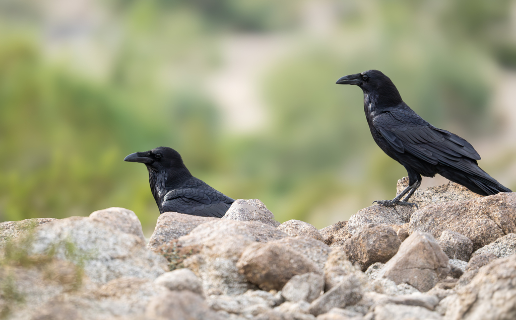 Common Raven from Indian Wells, CA, USA on December 27, 2023 at 03:25 ...