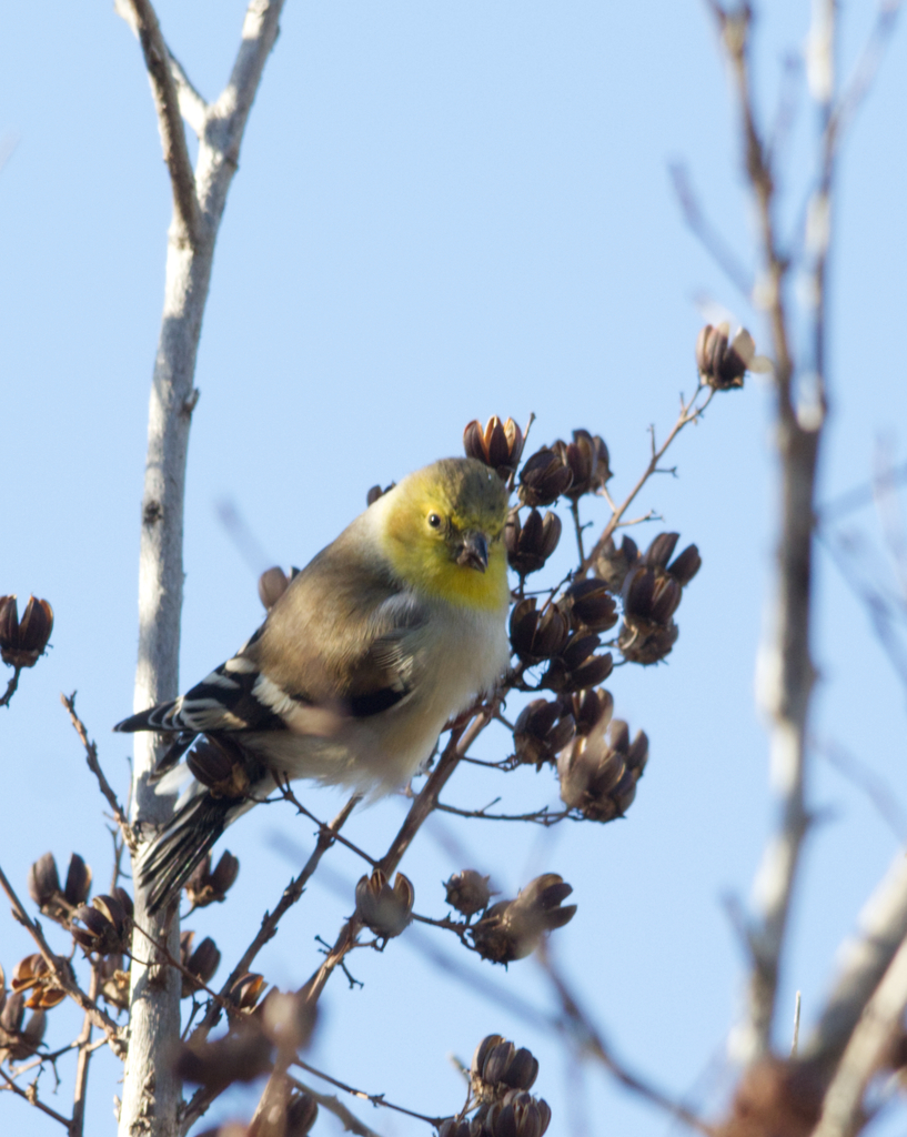 American Goldfinch from Okaloosa County, FL, USA on January 16, 2024 at ...