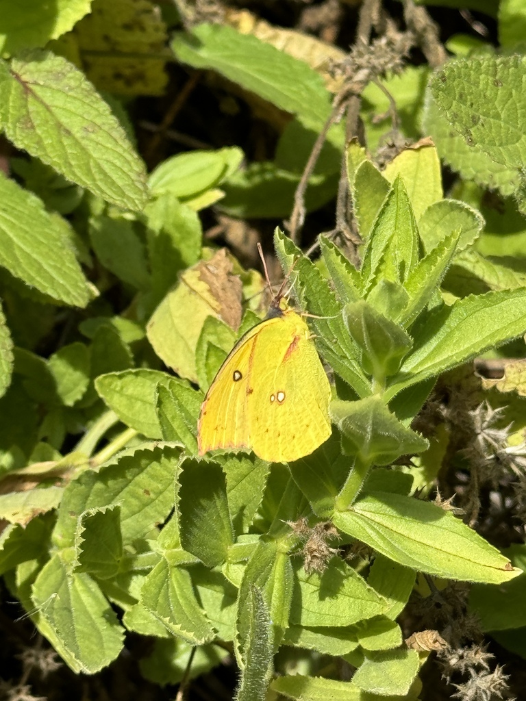 California Dogface in January 2024 by Roberto Abarca · iNaturalist