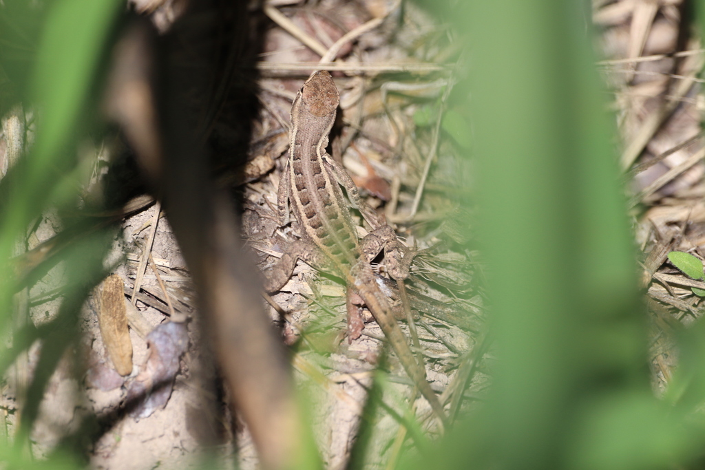 Rose-bellied Lizard from Hidalgo County, TX, USA on December 8, 2023 at ...