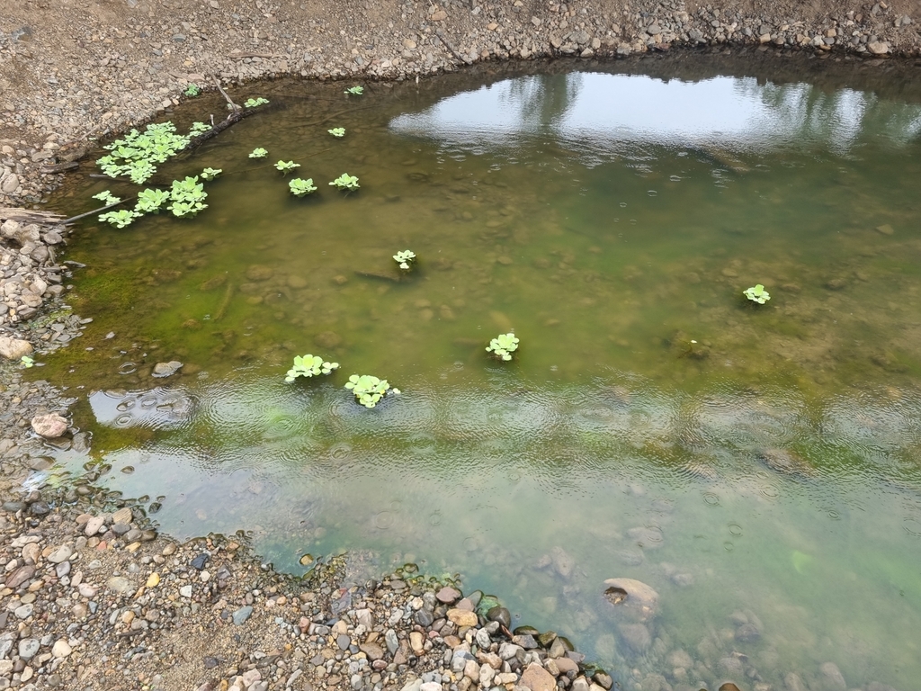 water lettuce from Fernvale QLD 4306, Australia on January 6, 2024 at ...