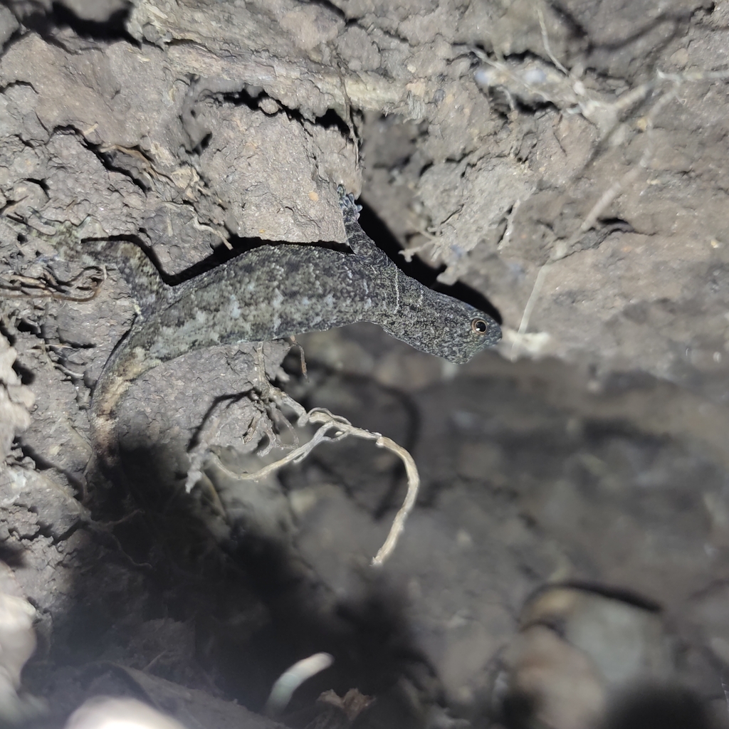 Bridled Forest Gecko from Putumayo, EC-SU, EC on January 8, 2024 at 09:40 AM by Lisbeth Narvaez ...