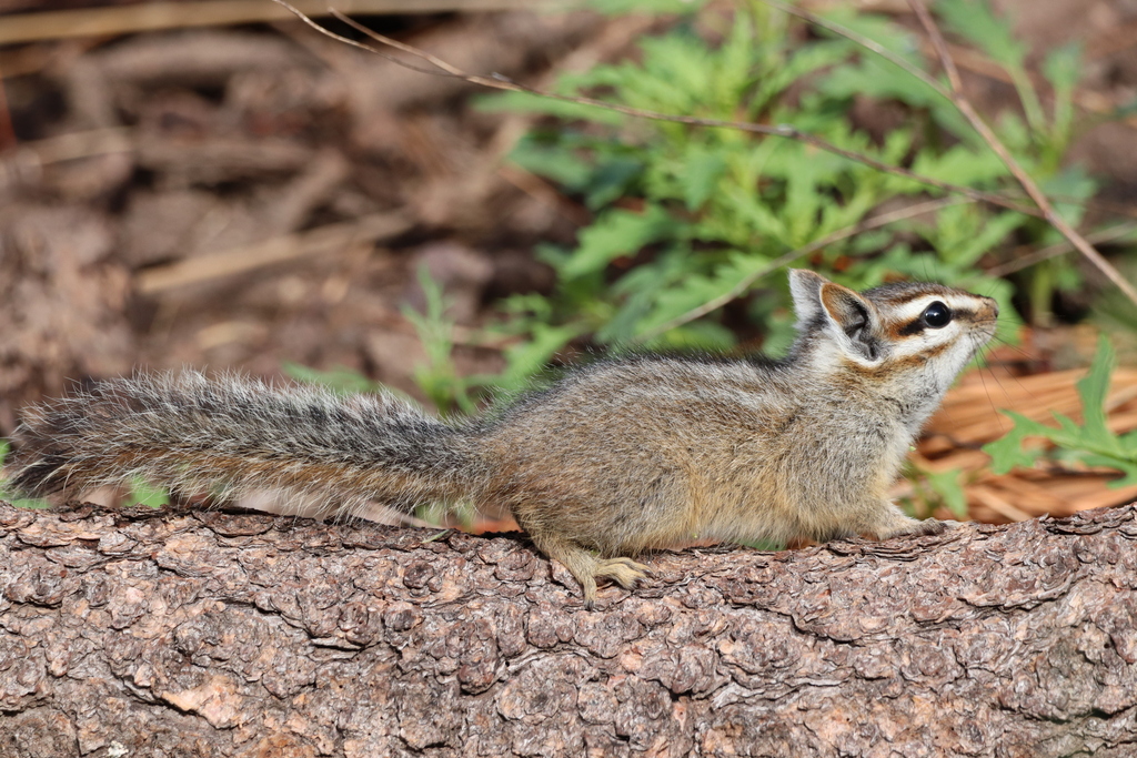 Cliff Chipmunk from Cochise County, AZ, USA on August 8, 2023 at 08:52 ...