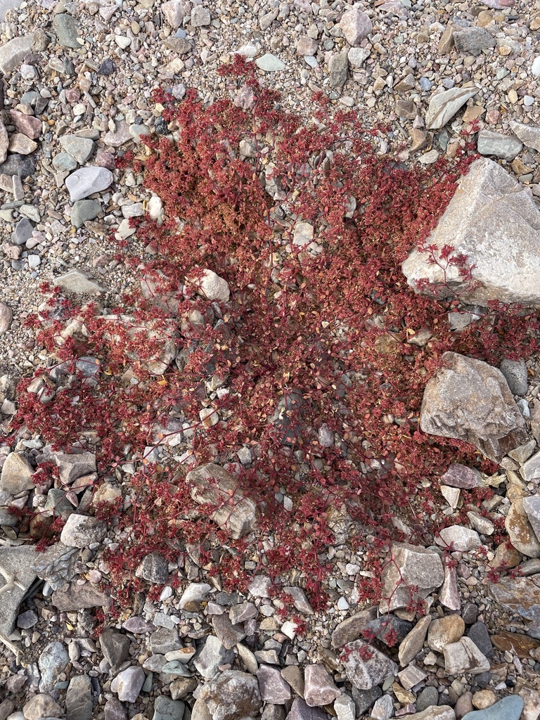 Yuma Sandmat from Death Valley National Park, Death Valley, CA, US on ...