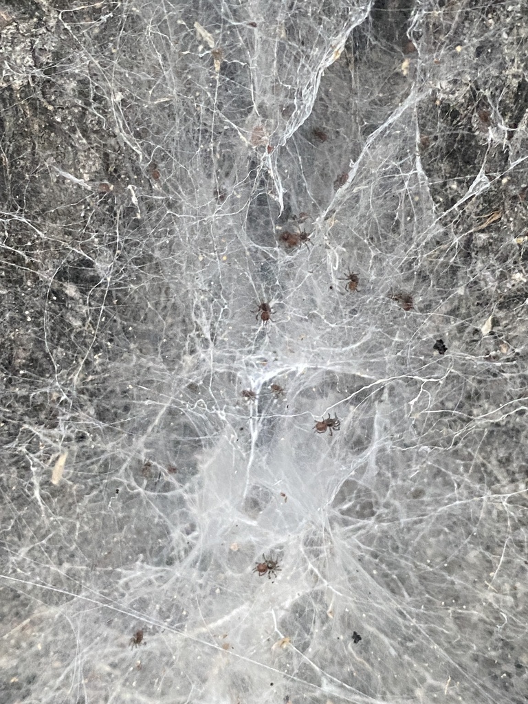 Social Velvet Spiders from Otjozondjupa, NA on January 15, 2024 at 07: ...