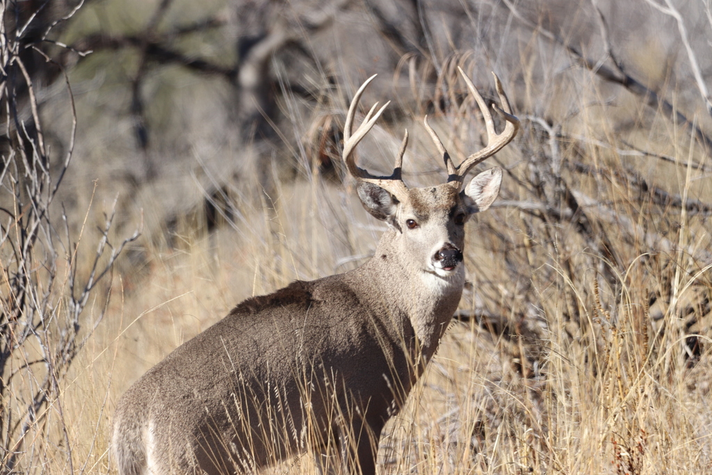 White-tailed Deer from Jeff Davis County, TX, USA on December 17, 2022 ...