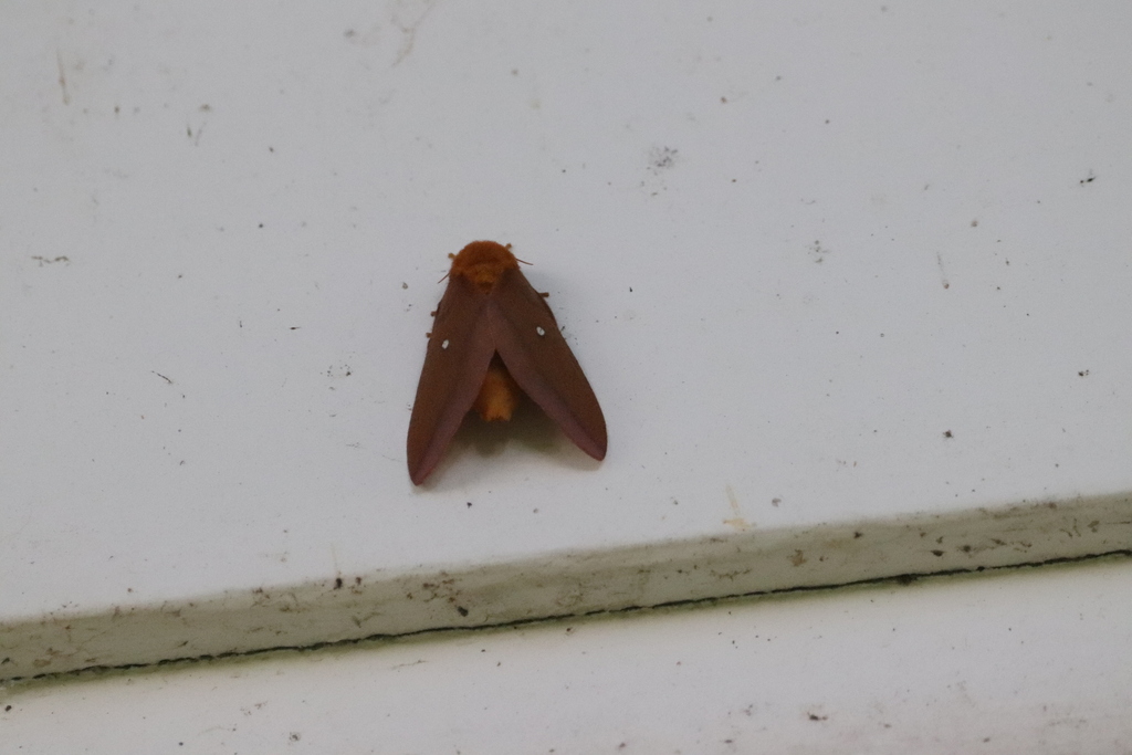 Oakworm Moths from Anderson County, TX, USA on June 27, 2021 at 05:49 ...