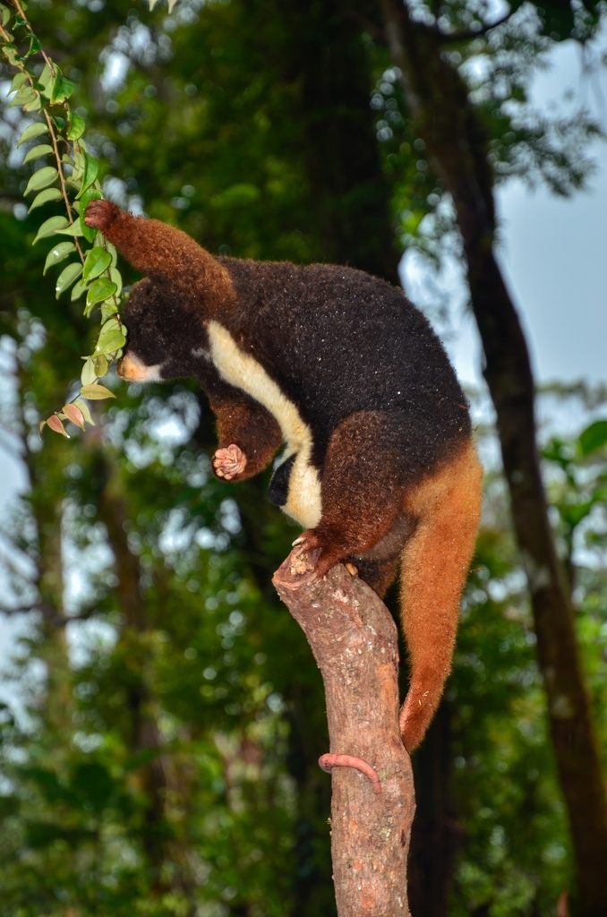 Admiralty Island Cuscus in June 2013 by fanieventer · iNaturalist