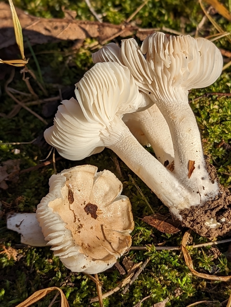 Woodwaxes from Barada, NE, USA on December 5, 2023 at 10:04 AM by ...