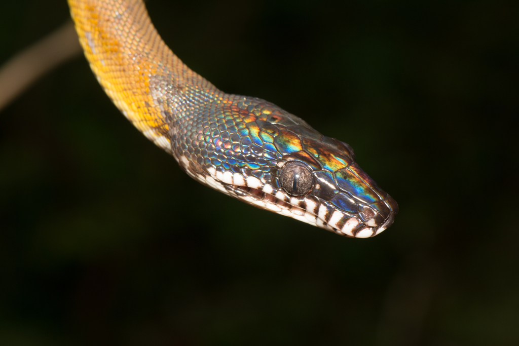 Northern White-lipped Python from Kavieng District, New Ireland ...