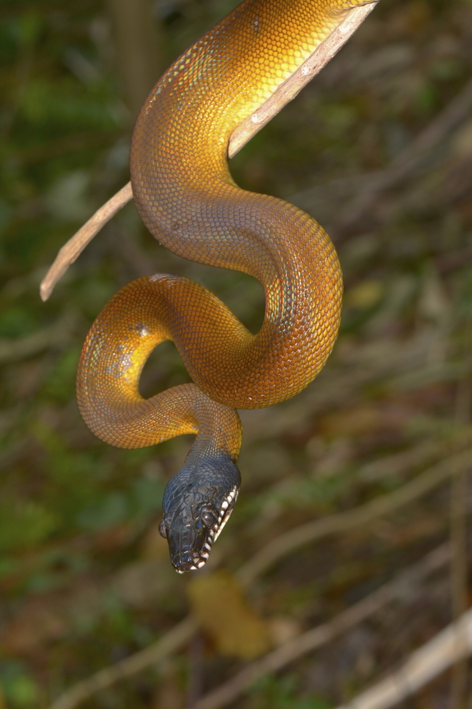 Northern White-lipped Python from Kavieng District, New Ireland ...