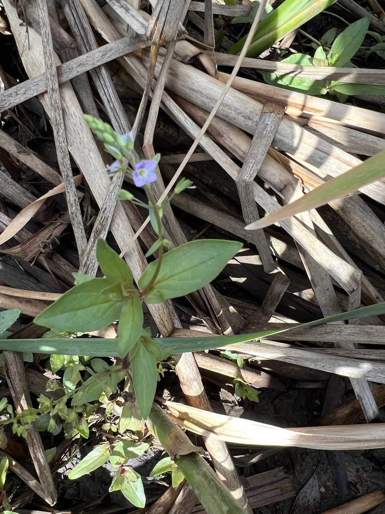 blue water-speedwell in January 2024 by Renee Dyke · iNaturalist
