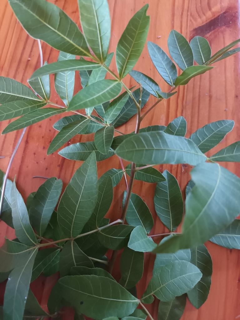 Brazilian pepper from Laceys Creek QLD 4521, Australia on January 17 ...