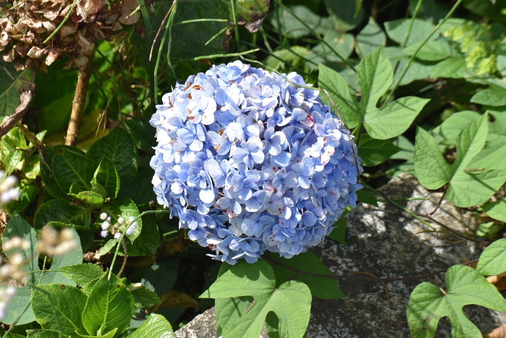 mophead hydrangea from 33C8+567, Moolakadai, Munnar, Kannan Devan Hills ...