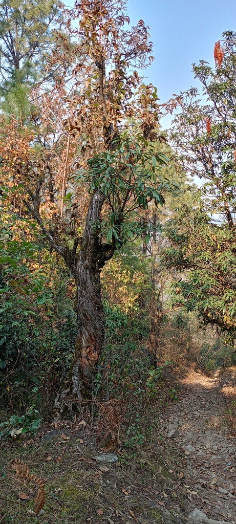 Tree Rhododendron from Tarsali, Uttarakhand 246471, India on January 16 ...