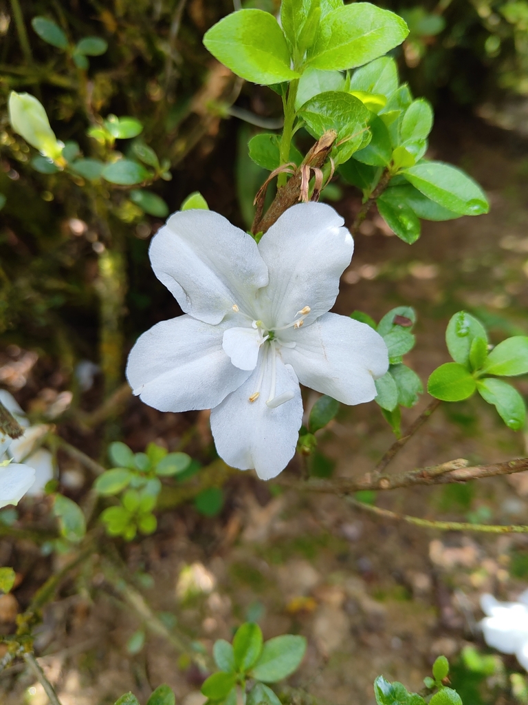 flowering plants from 33C8+567, Moolakadai, Munnar, Kannan Devan Hills ...