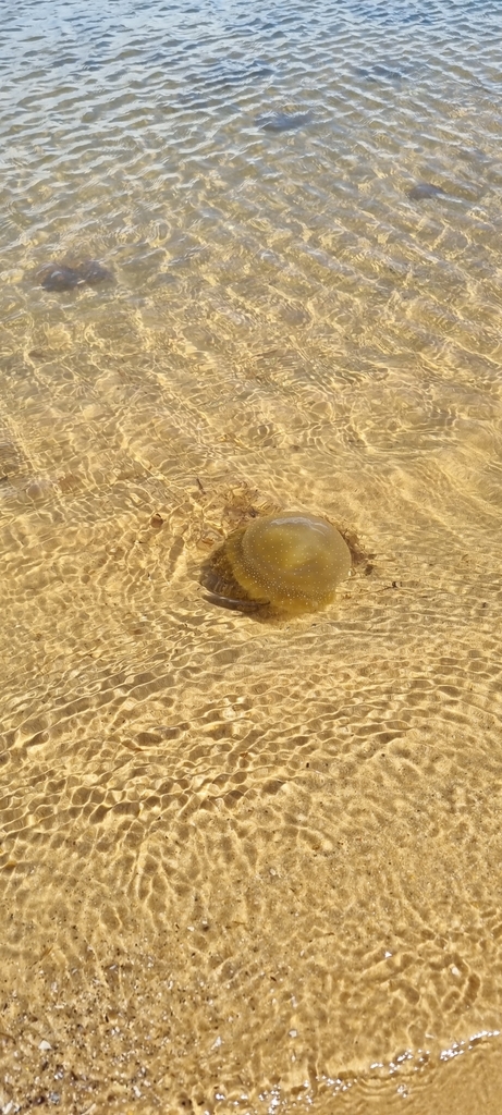 Australian Spotted Jelly from Crawley WA 6009, Australia on January 16 ...