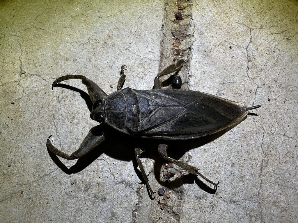 African Giant Water Bug from Dodoma Urban, TZ on January 14, 2024 at 09 ...