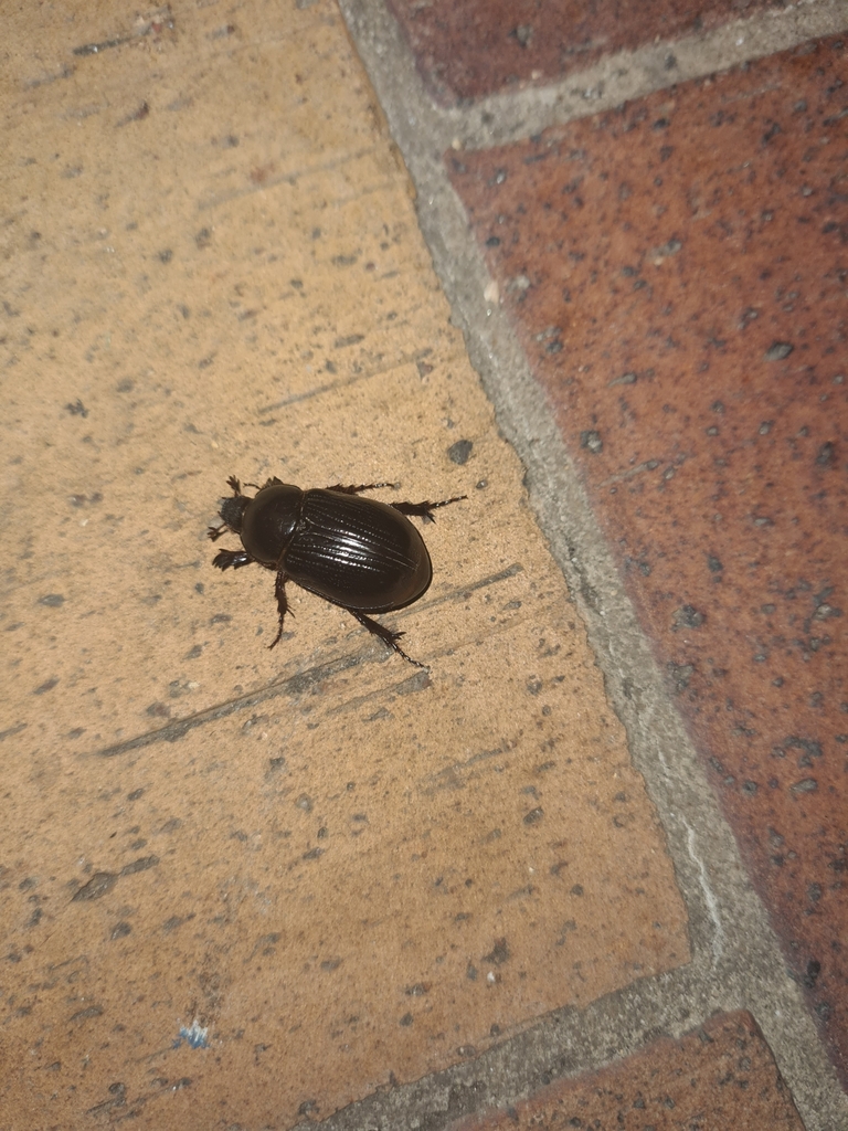 Scarabs from Merrylands NSW 2160, Australia on January 16, 2024 at 09: ...
