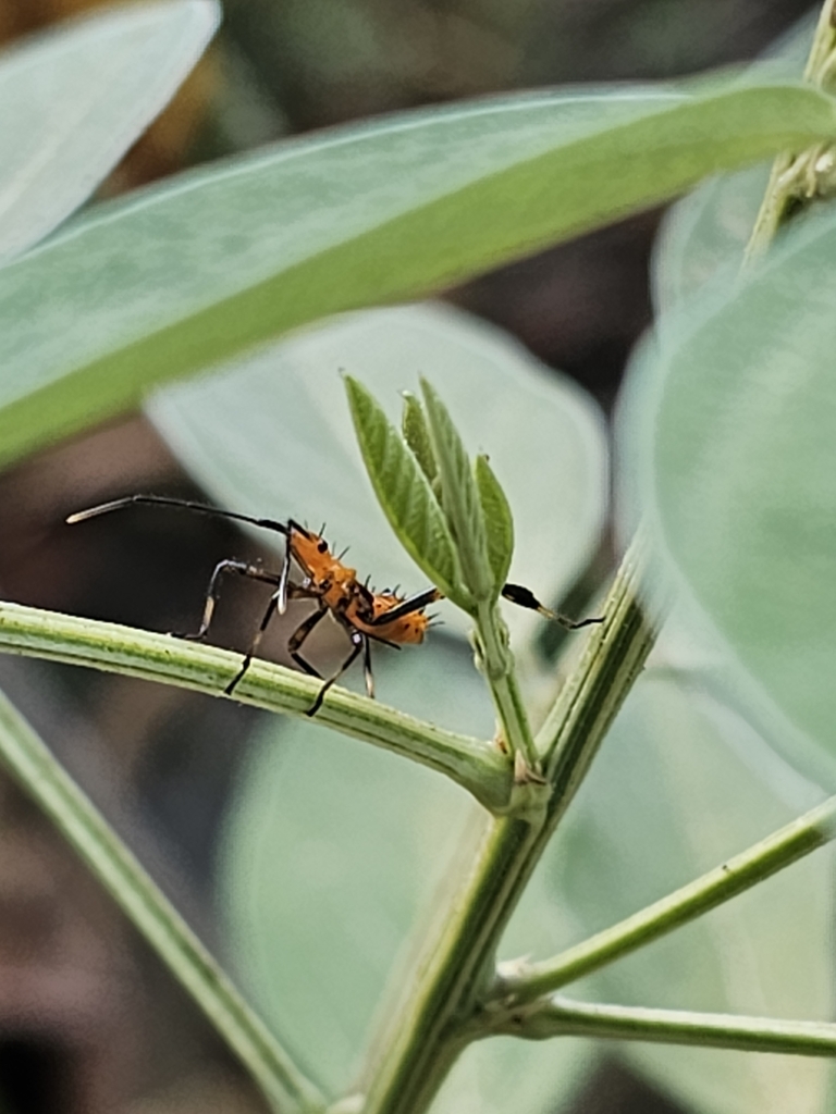 True Bugs from Panamericana 63-16, El Higo, Provincia de Panamá Oeste ...