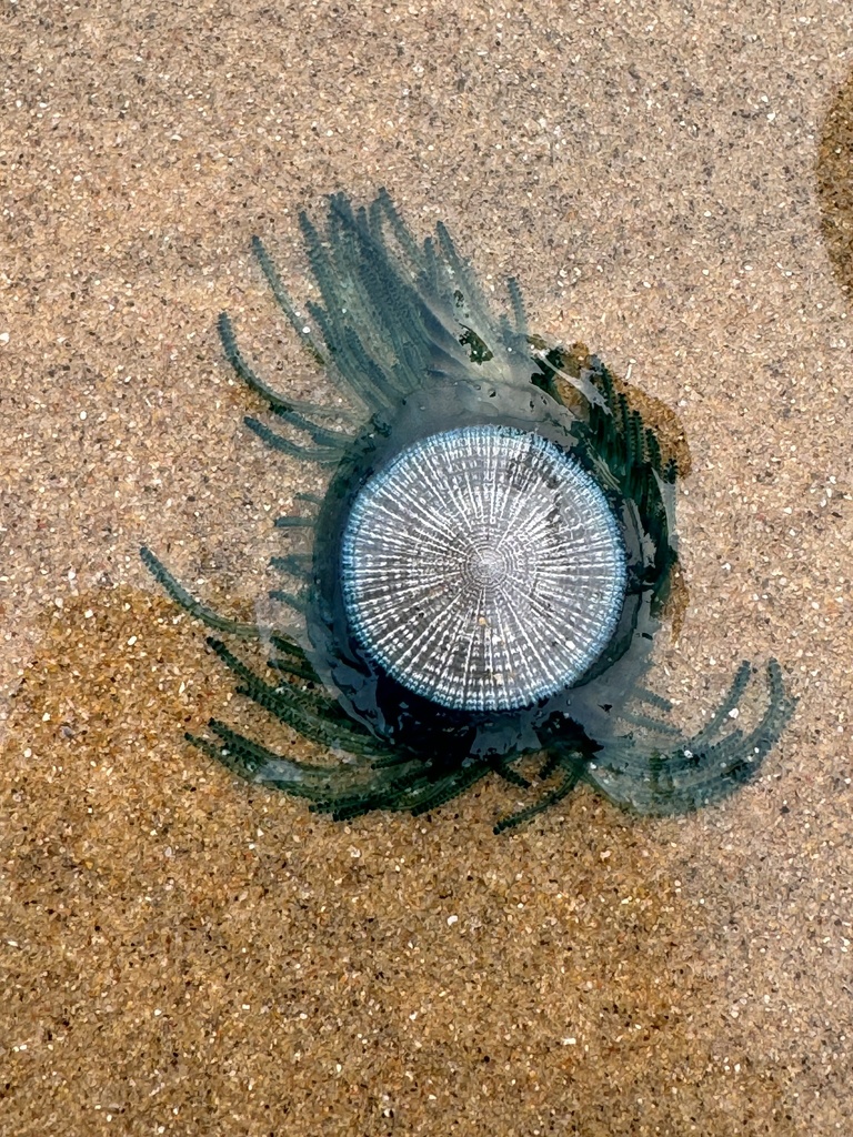 Blue Button from Pedda, Rushikonda APIIC, AP, IN on January 12, 2024 at ...