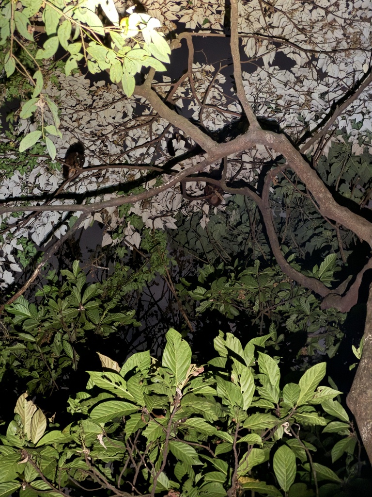Taiwan Giant Flying Squirrel from 臺灣島, 大安區, TPE, TW on January 17, 2024 ...