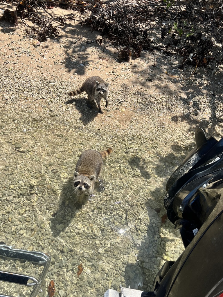 Common Raccoon from Straits of Florida, North Miami, FL, US on March 21 ...