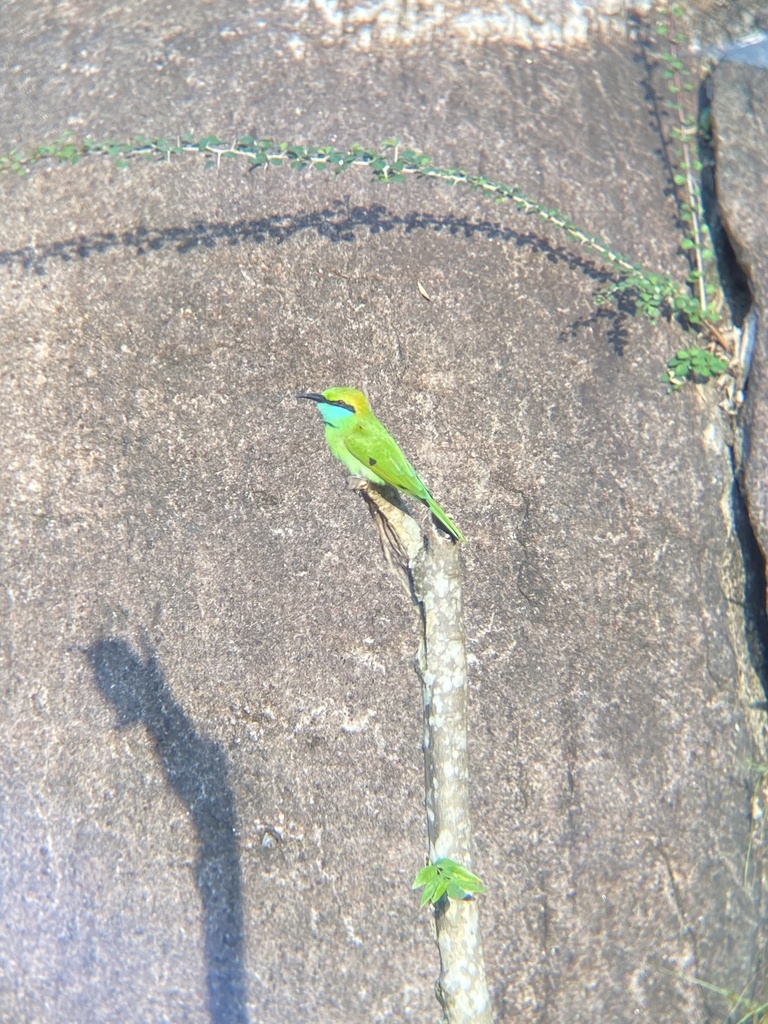 Asian Green Bee-eater from Cejlon, North Central Province, LK on ...