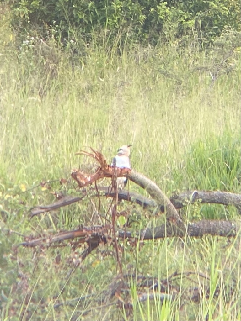 Changeable Hawk-Eagle from Cejlon, North Central Province, LK on ...