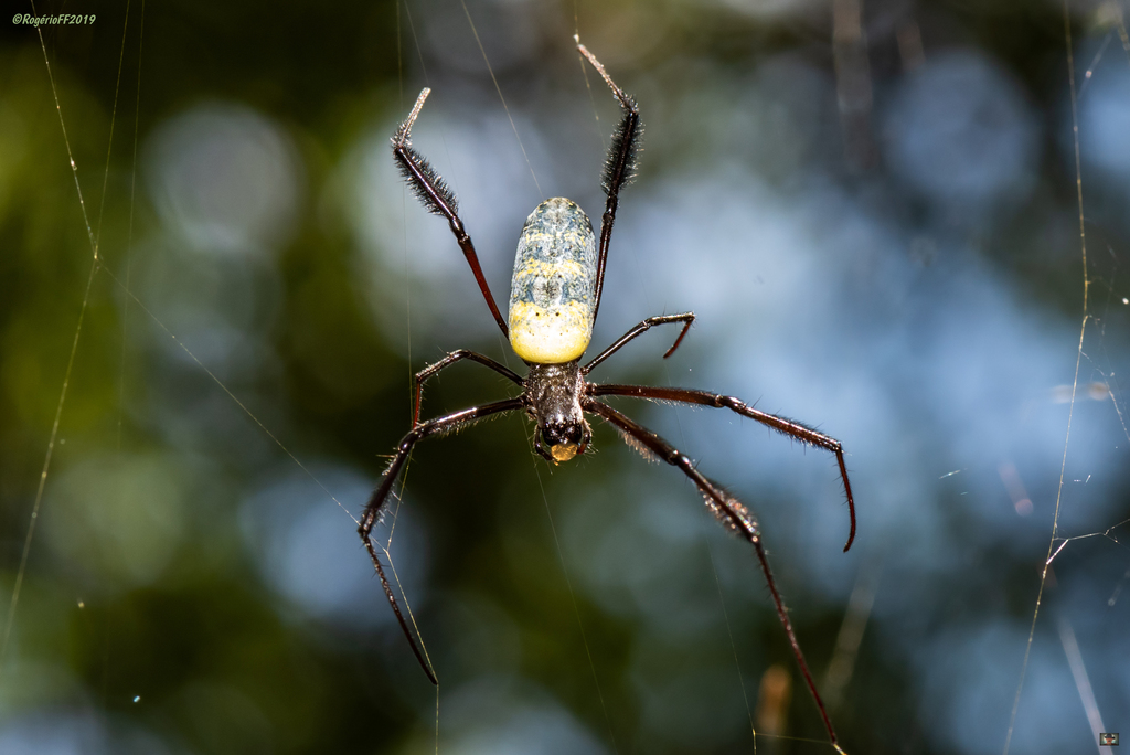 Hairy Golden Orb-weaving Spider from Cangandala, Angola on April 20 ...