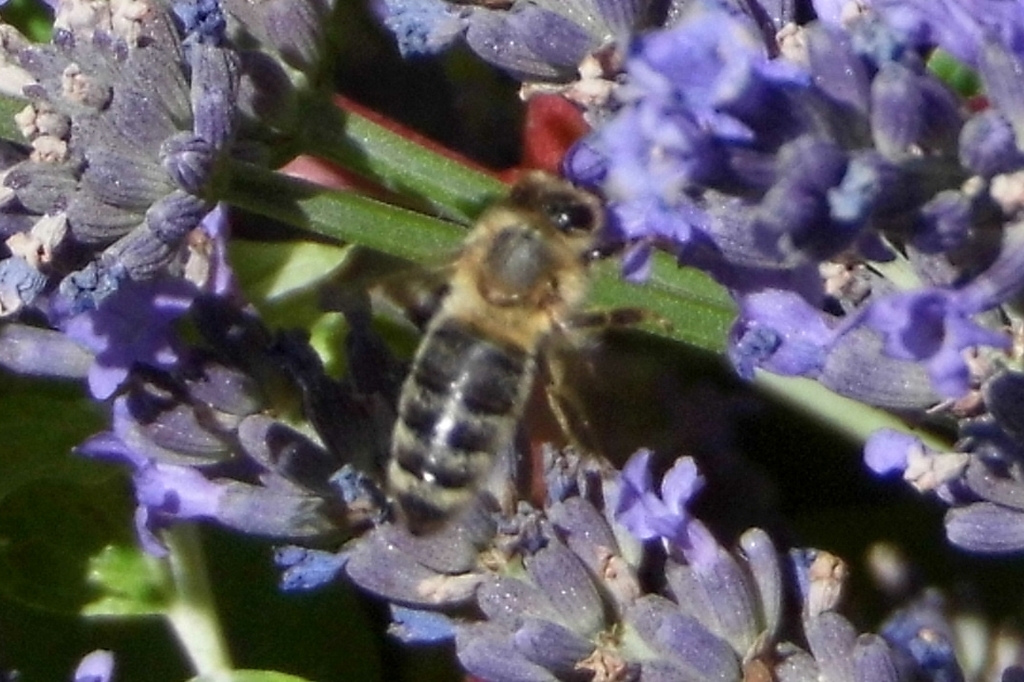 Western Honey Bee from 664 51 Šlapanice, Česko on July 4, 2018 by Lenka ...