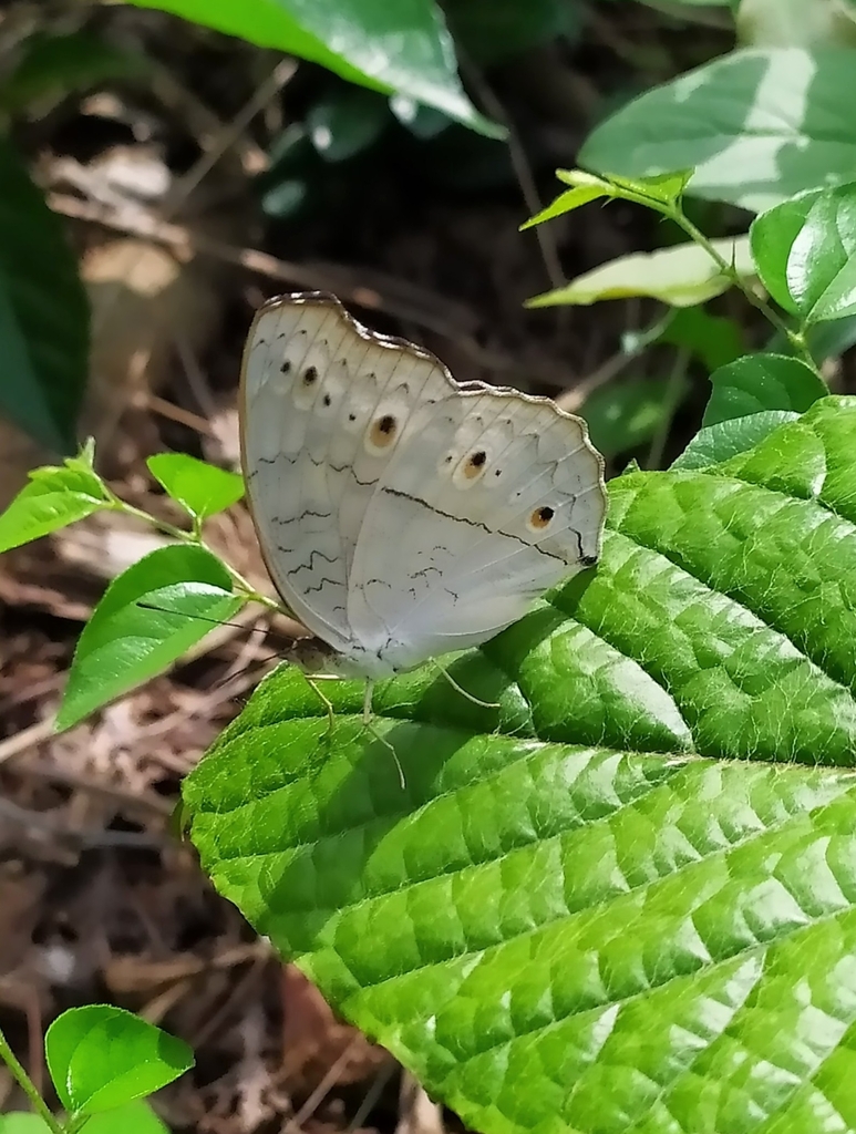 Grey Pansy from X9RV+JX9, Parassinikadavu, Kerala 670563, India on ...