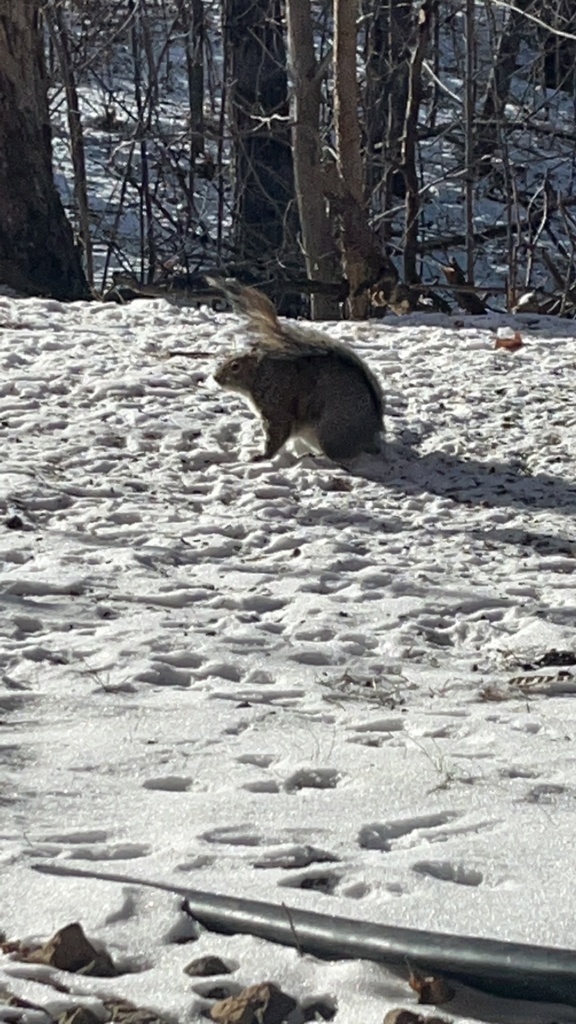 Eastern Gray Squirrel from Bethany Lutheran College, Mankato, MN, US on ...