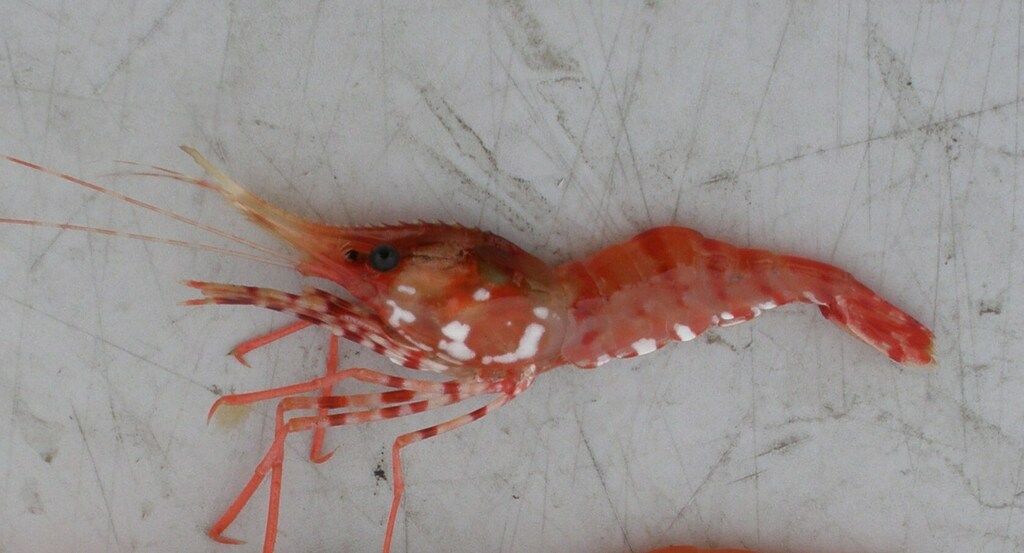 Coonstriped Shrimp from Chugach, AK, USA on May 8, 2009 at 10:21 PM by ...