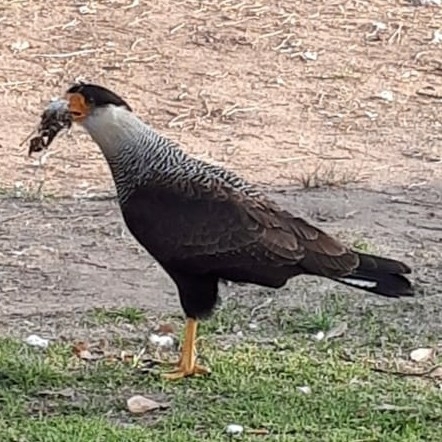 Crested Caracara in February 2023 by Sebastián Boada · iNaturalist