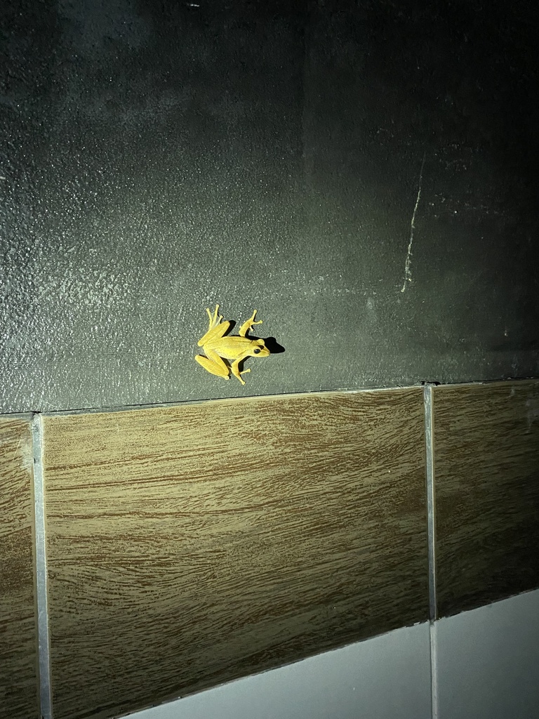 Common Southeast Asian Tree Frog from Khao Sok National Park, Phanom ...