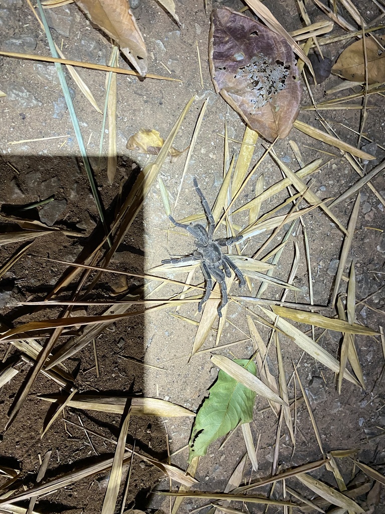 Southeast Asian Tarantulas from Sai Yok National Park, Sai Yok ...