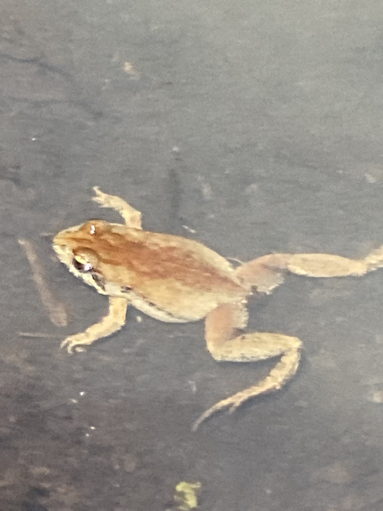 Common Eastern Froglet in January 2024 by sc1234 · iNaturalist