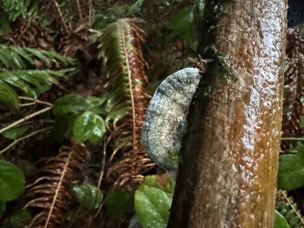 Blue Cheese Polypore from 185th Ave SE, Lake Desire, WA, US on January ...