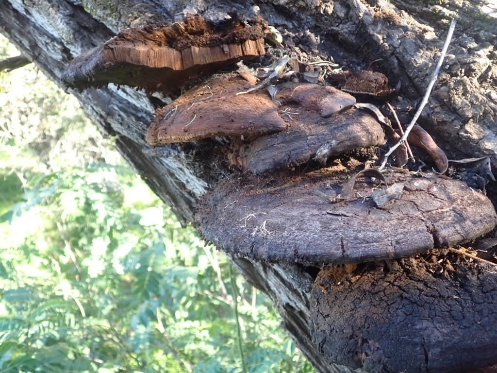 Inonotus from Fallbrook, CA 92028, USA on January 17, 2024 at 11:42 AM ...