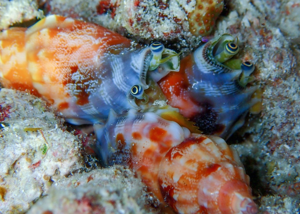 Toothed Conch from Indonesia on December 16, 2023 at 07:01 PM by ...