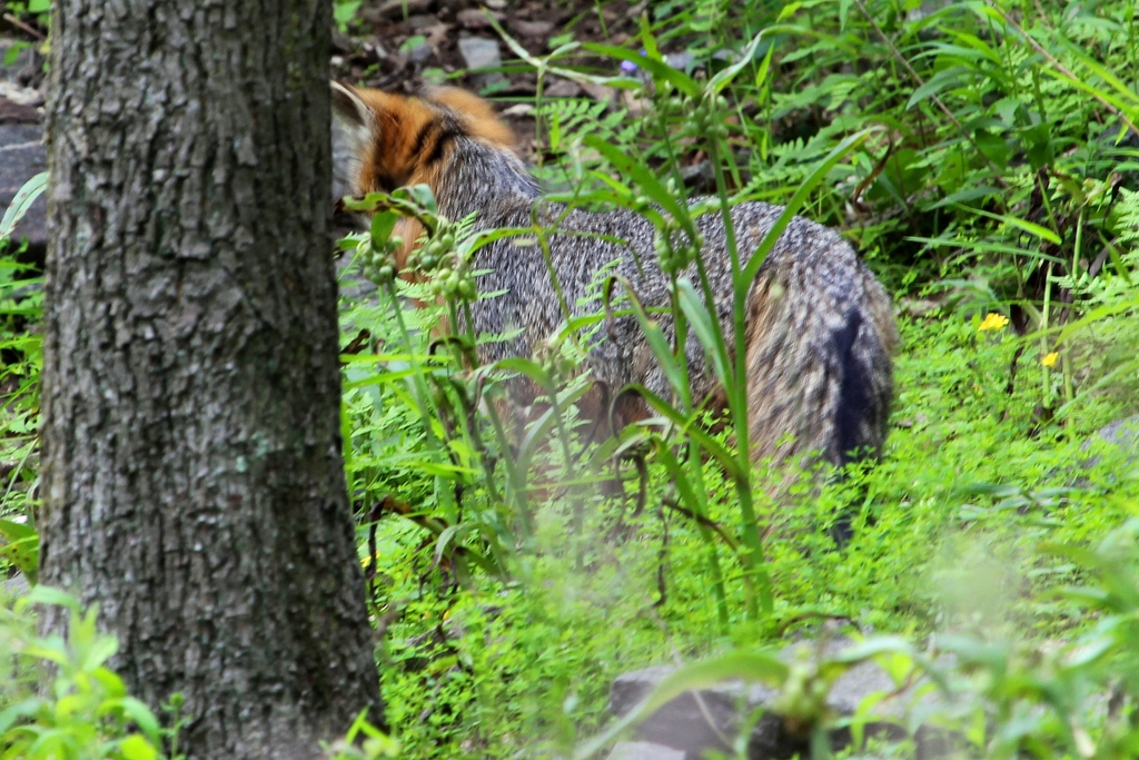Gray Fox from Harper's Ferry, WV on May 27, 2013 by John Beatty ...