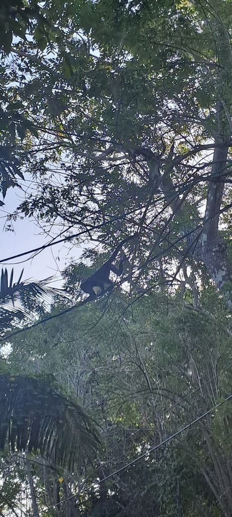 Mantled Howler Monkey from MW9F+MVF, Provincia de Puntarenas, Santa Fe ...