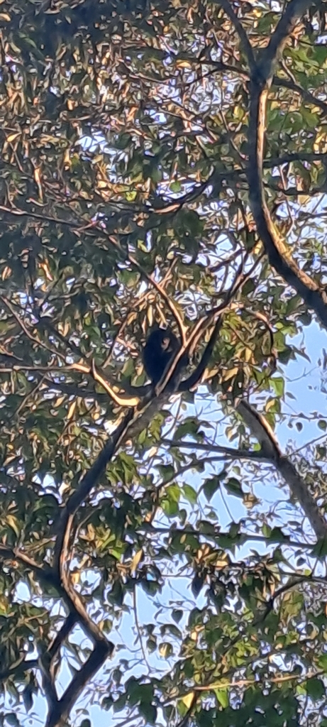 Mantled Howler Monkey from MWGG+257, Provincia de Puntarenas, Santa Fe ...