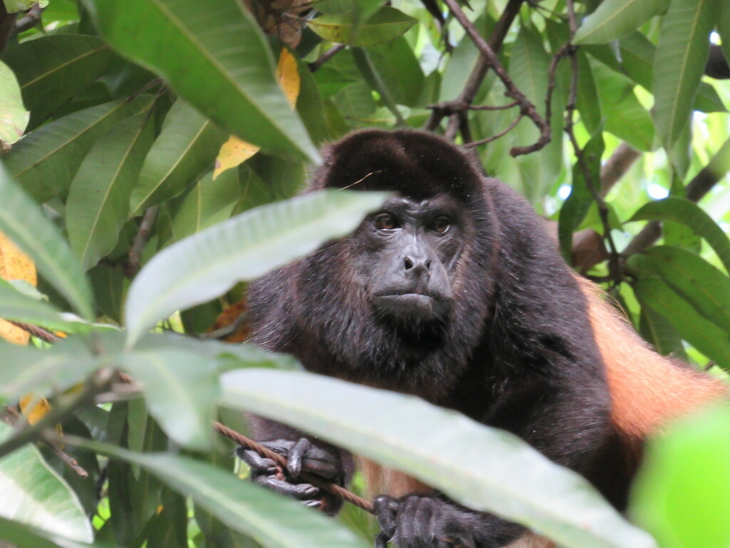 Mantled Howler Monkey from Provincia de Puntarenas, Puntarenas, Costa ...